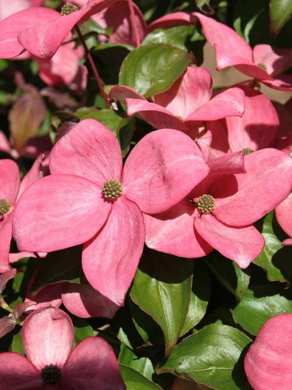 Dogwood Trees — Sunnyside Nursery
