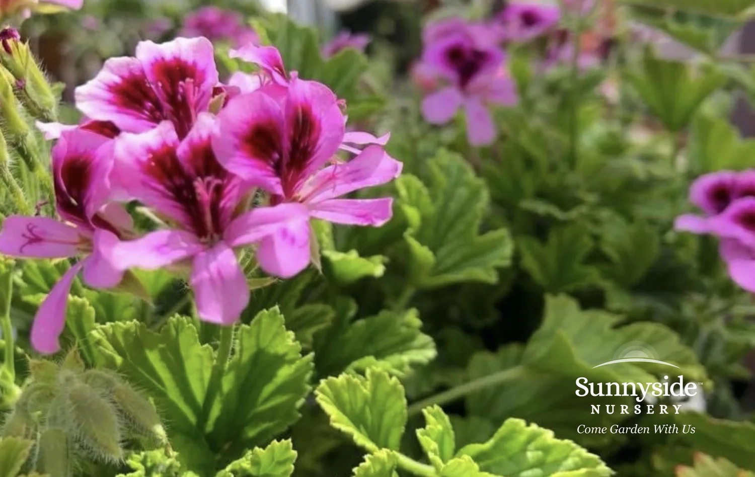 Hanging Baskets — Sunnyside Nursery