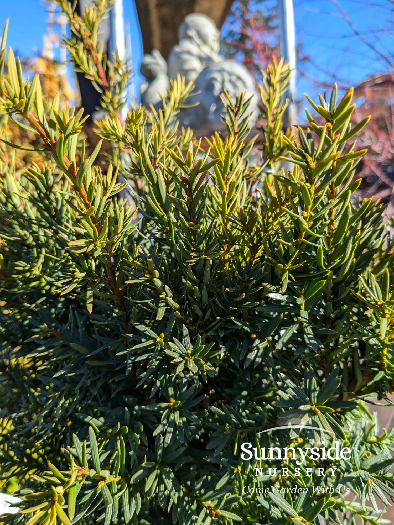 Taxus — Sunnyside Nursery