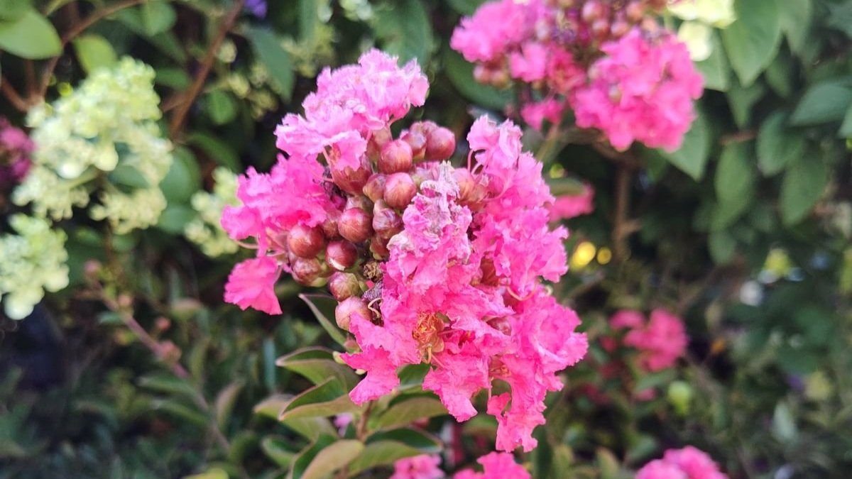 Crape Myrtles In Washington — Sunnyside Nursery