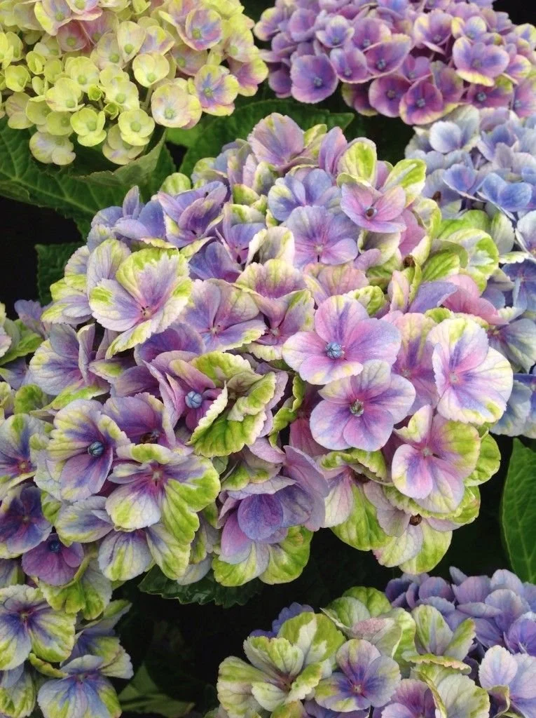 Big Leaf Hydrangeas — Sunnyside Nursery