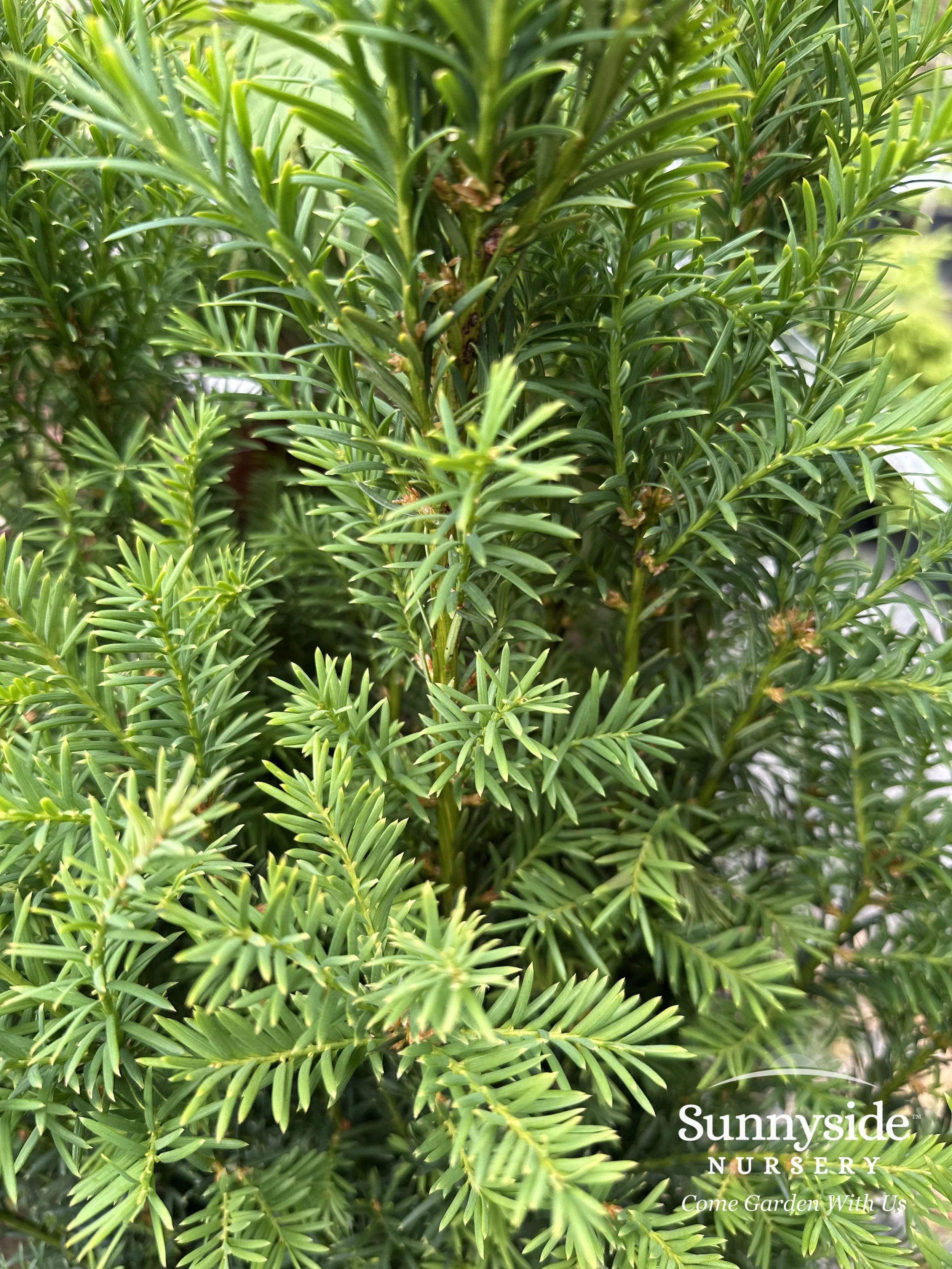 Taxus — Sunnyside Nursery