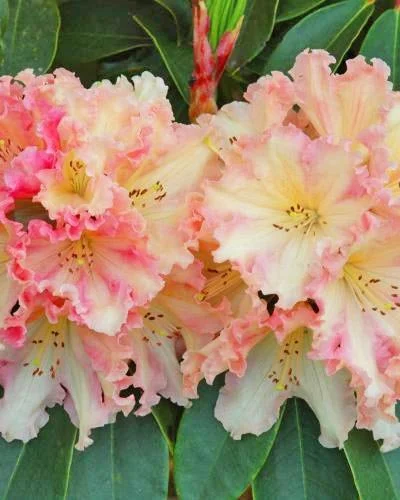 Pink Rhododendrons — Sunnyside Nursery