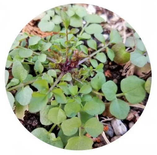 Free Classes — Sunnyside Nursery