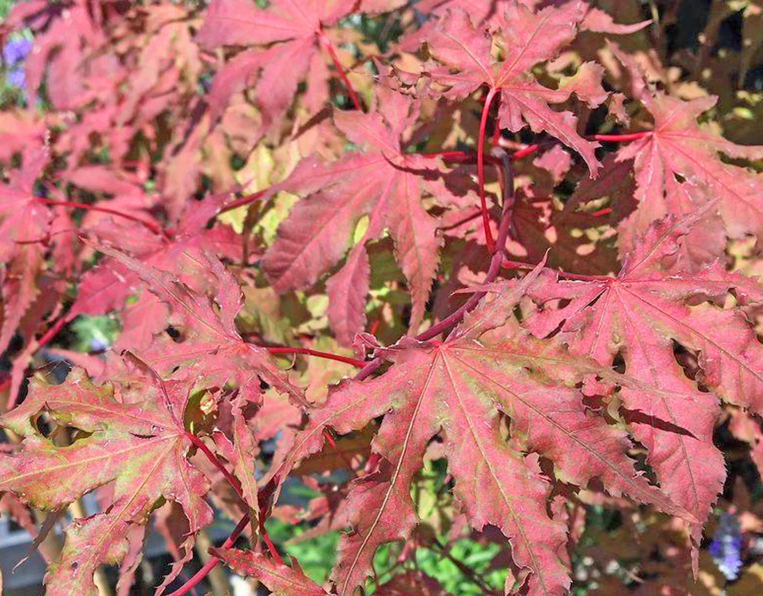 Upright Japanese Maple Pixie