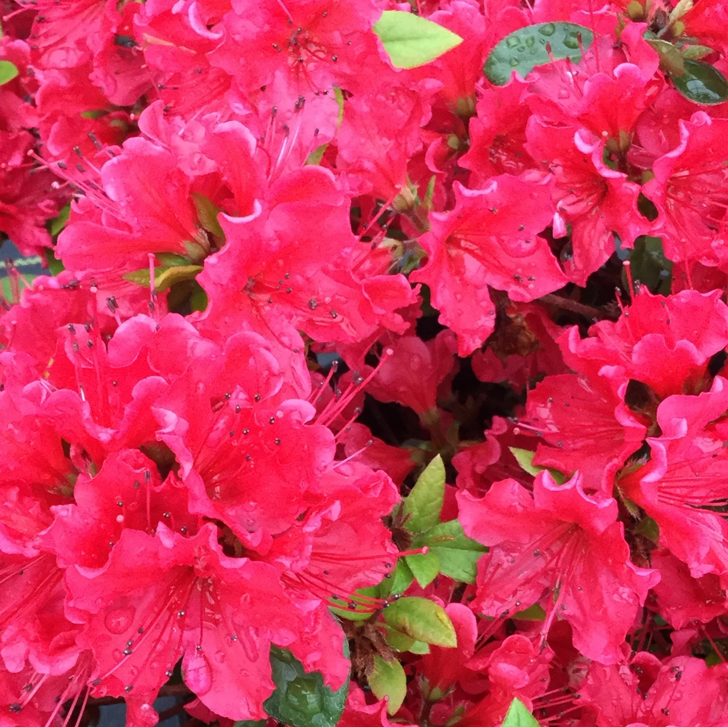 Red Evergreen Azaleas — Sunnyside Nursery