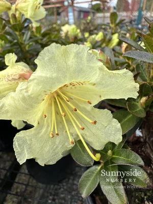 Orange & Yellow Rhododendrons — Sunnyside Nursery