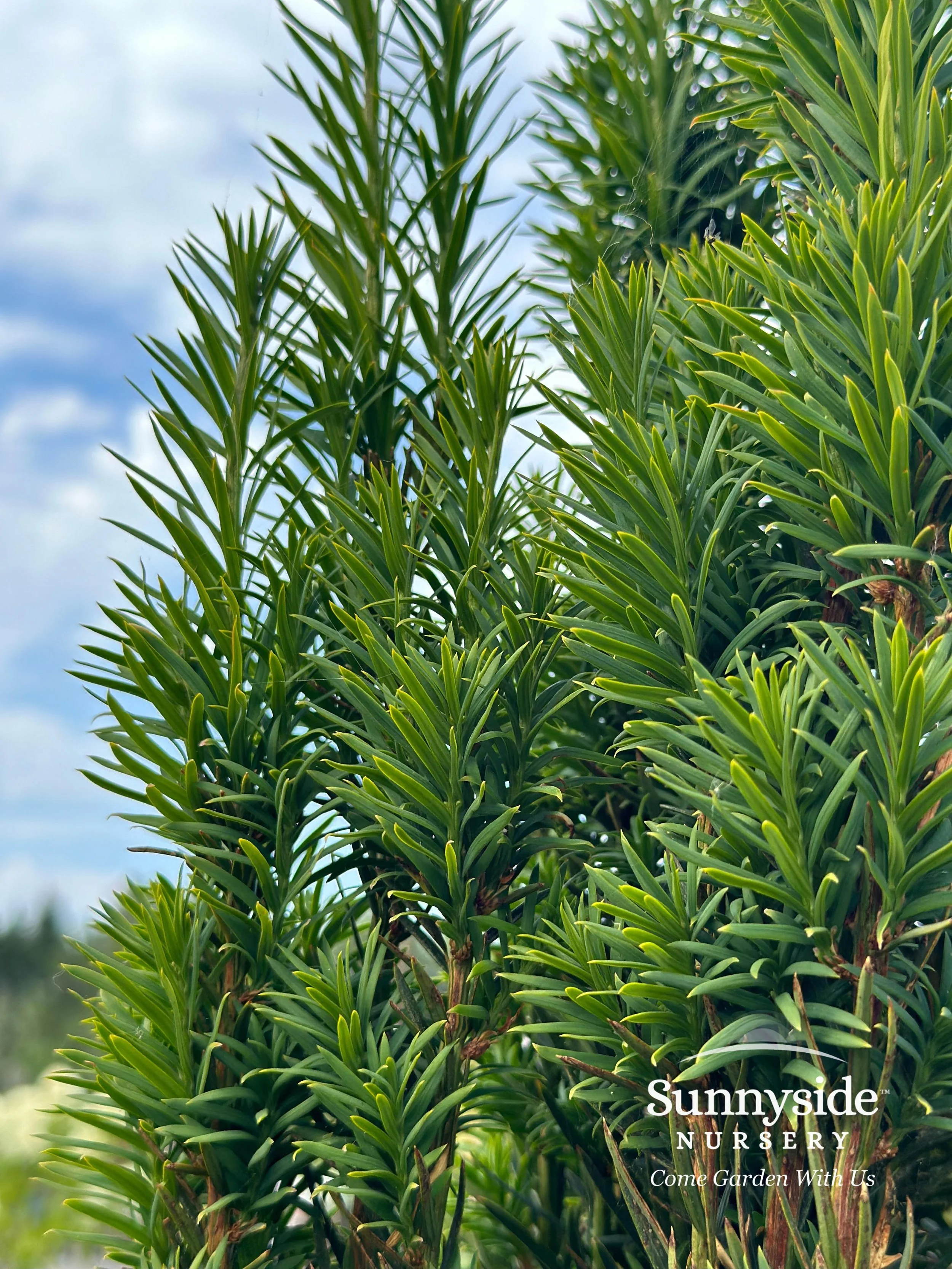 Taxus — Sunnyside Nursery