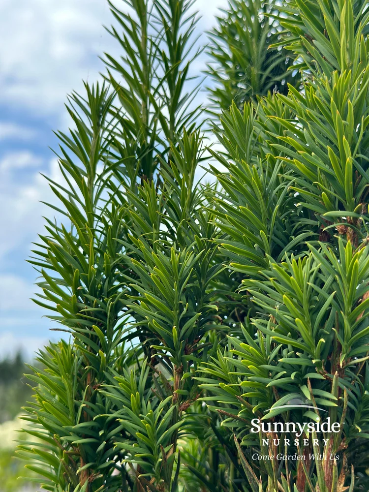 Taxus — Sunnyside Nursery