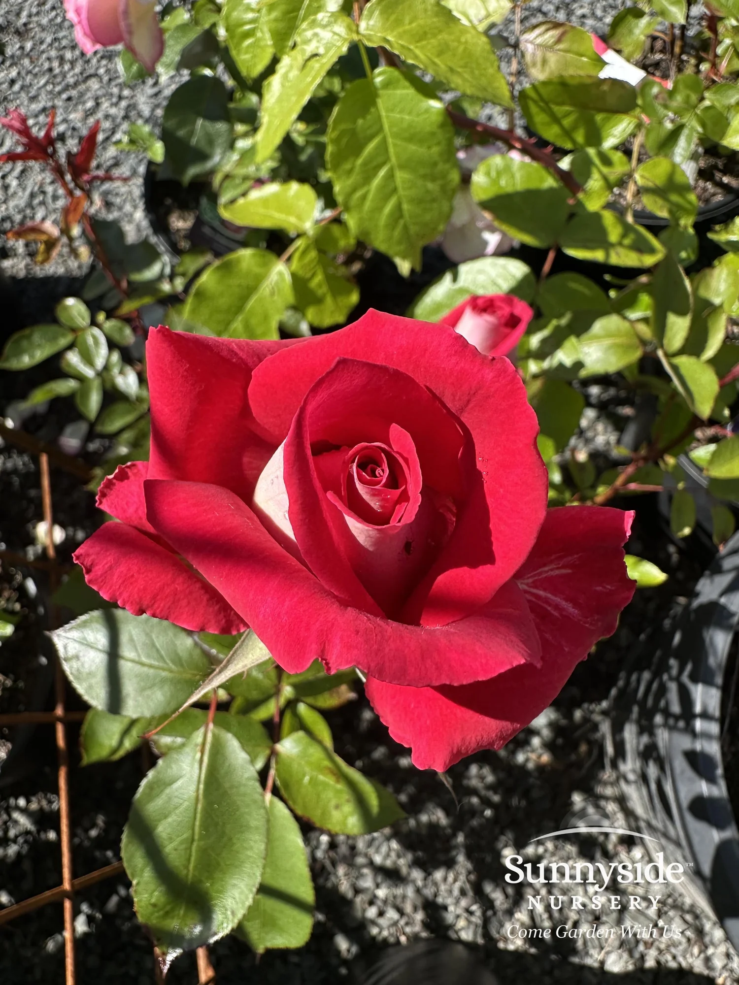 Grandiflora Roses — Sunnyside Nursery