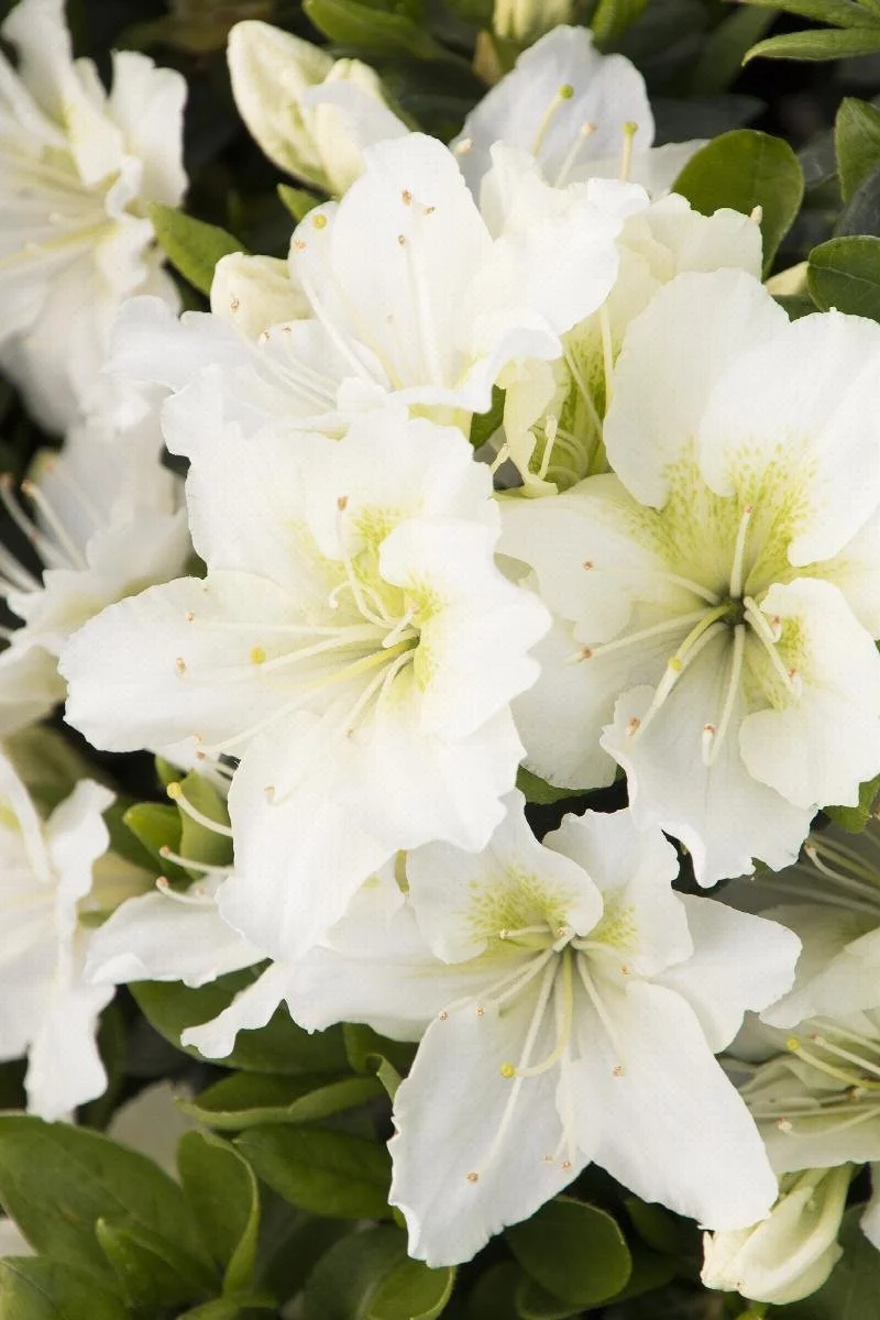 Evergreen Azaleas — Sunnyside Nursery