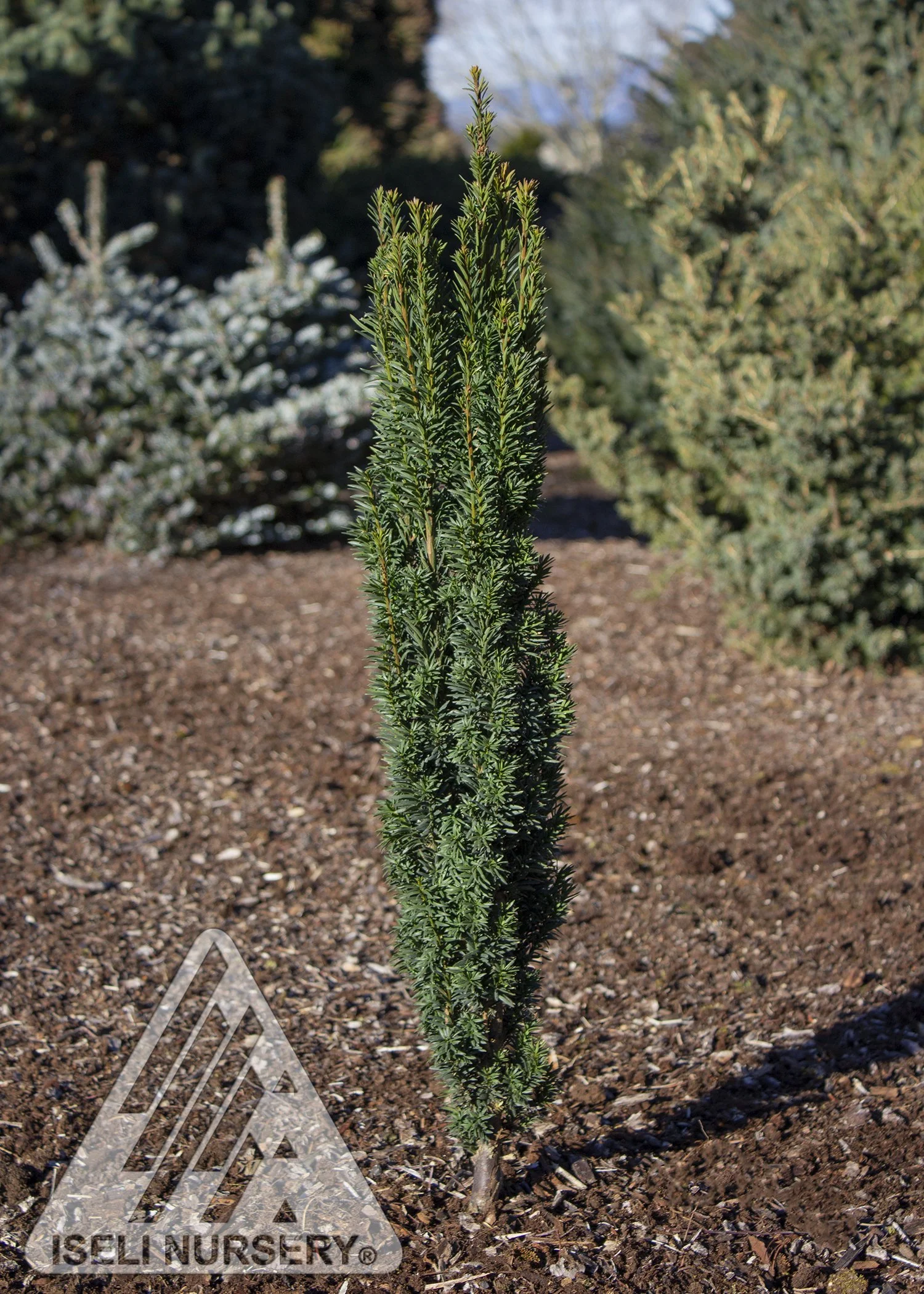 A Few New Conifers For Plant Enthusiasts — Sunnyside Nursery