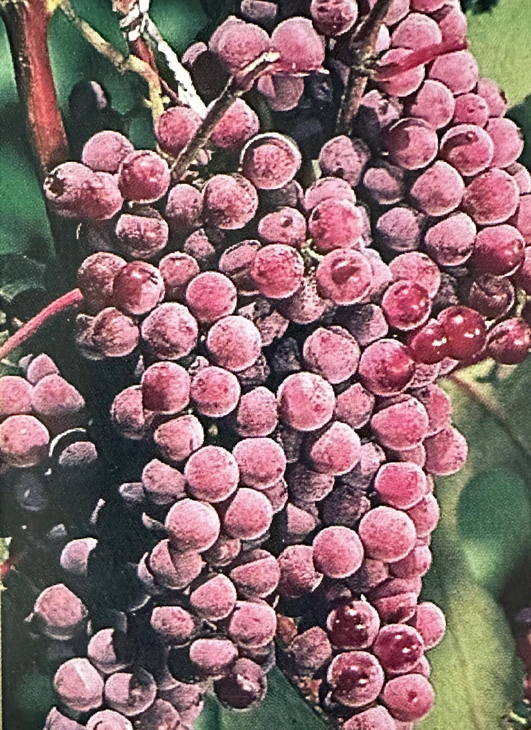 Grapes — Sunnyside Nursery