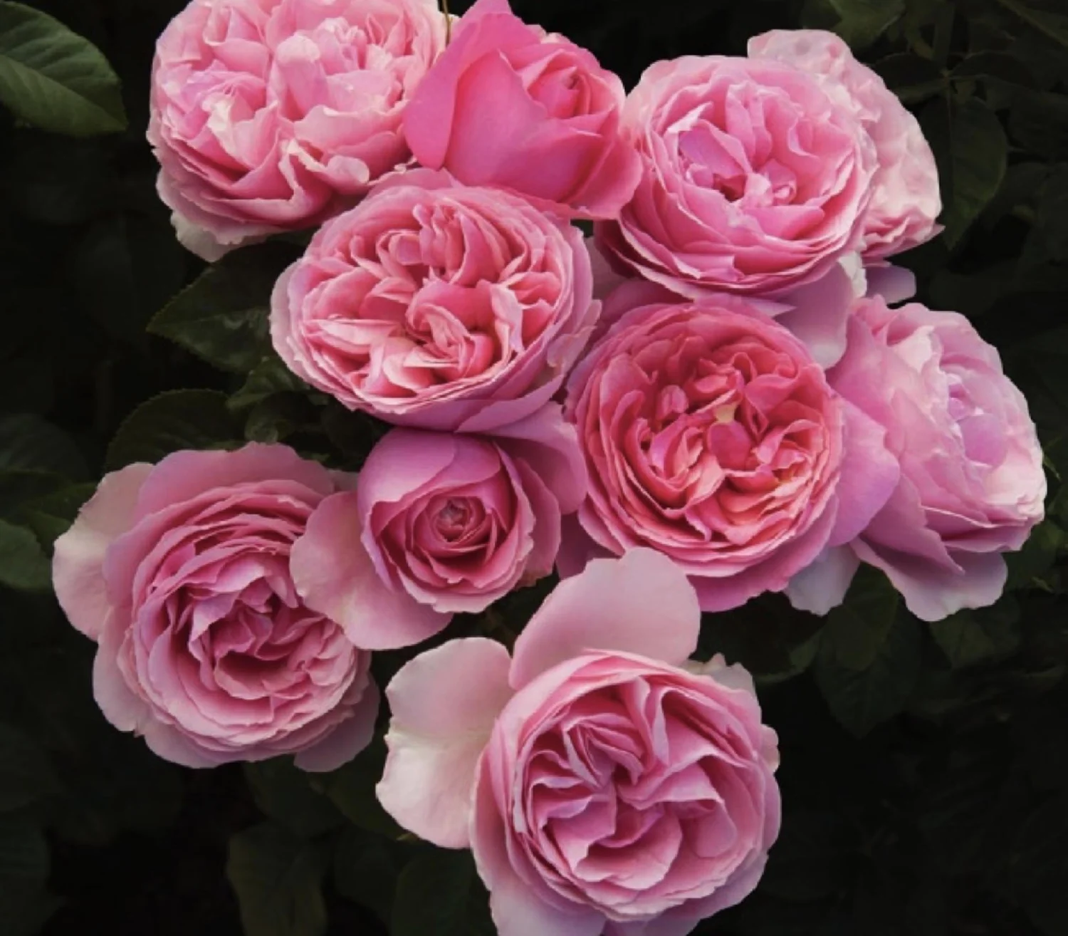 Grandiflora Roses — Sunnyside Nursery
