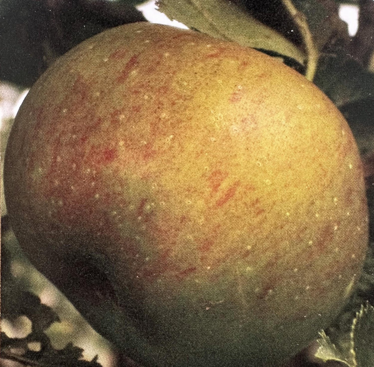 Apple Trees — Sunnyside Nursery