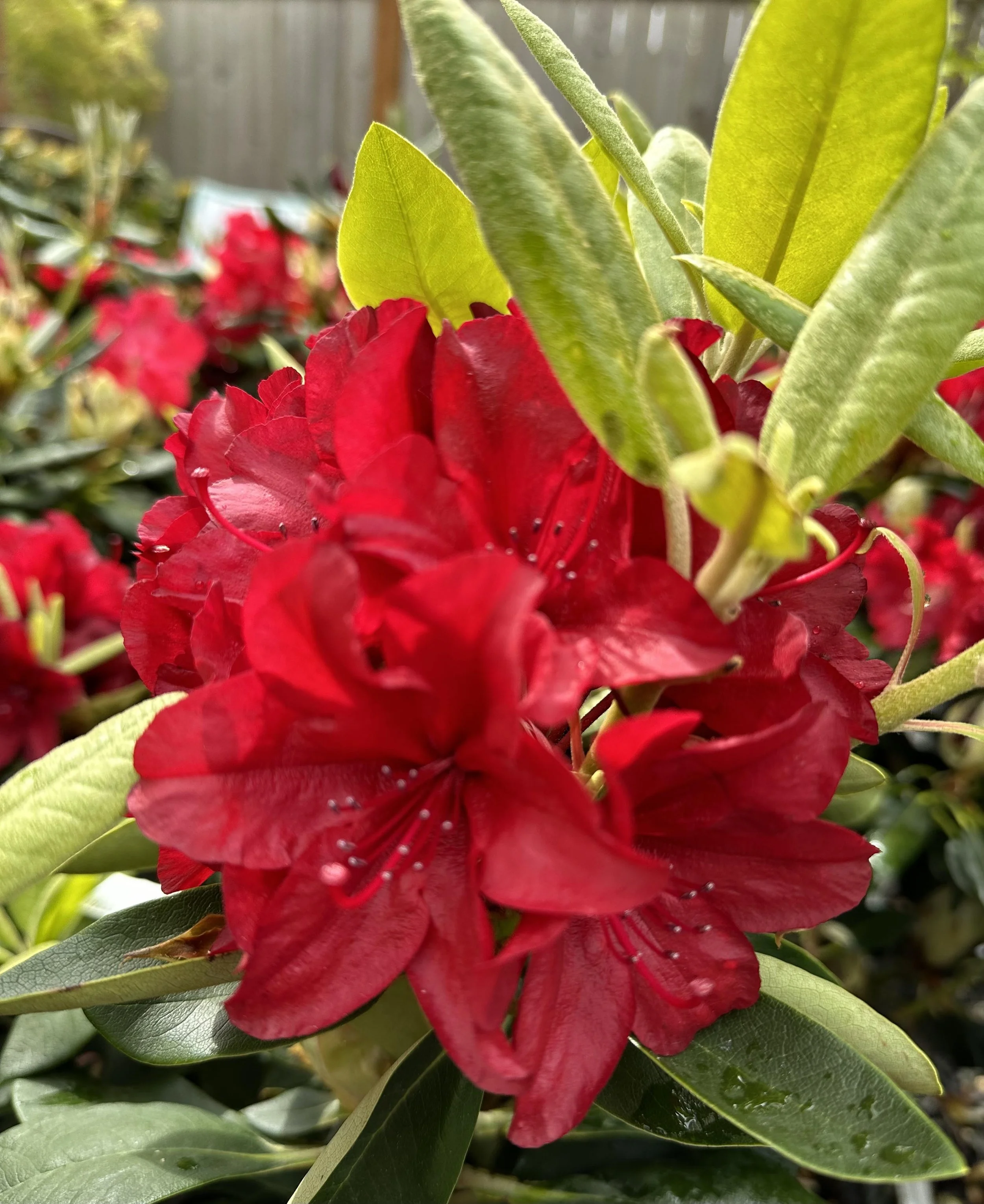 Red Rhododendrons — Sunnyside Nursery