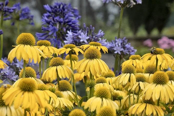Evolution Coneflowers - They Just Keep Getting Better & Better ...