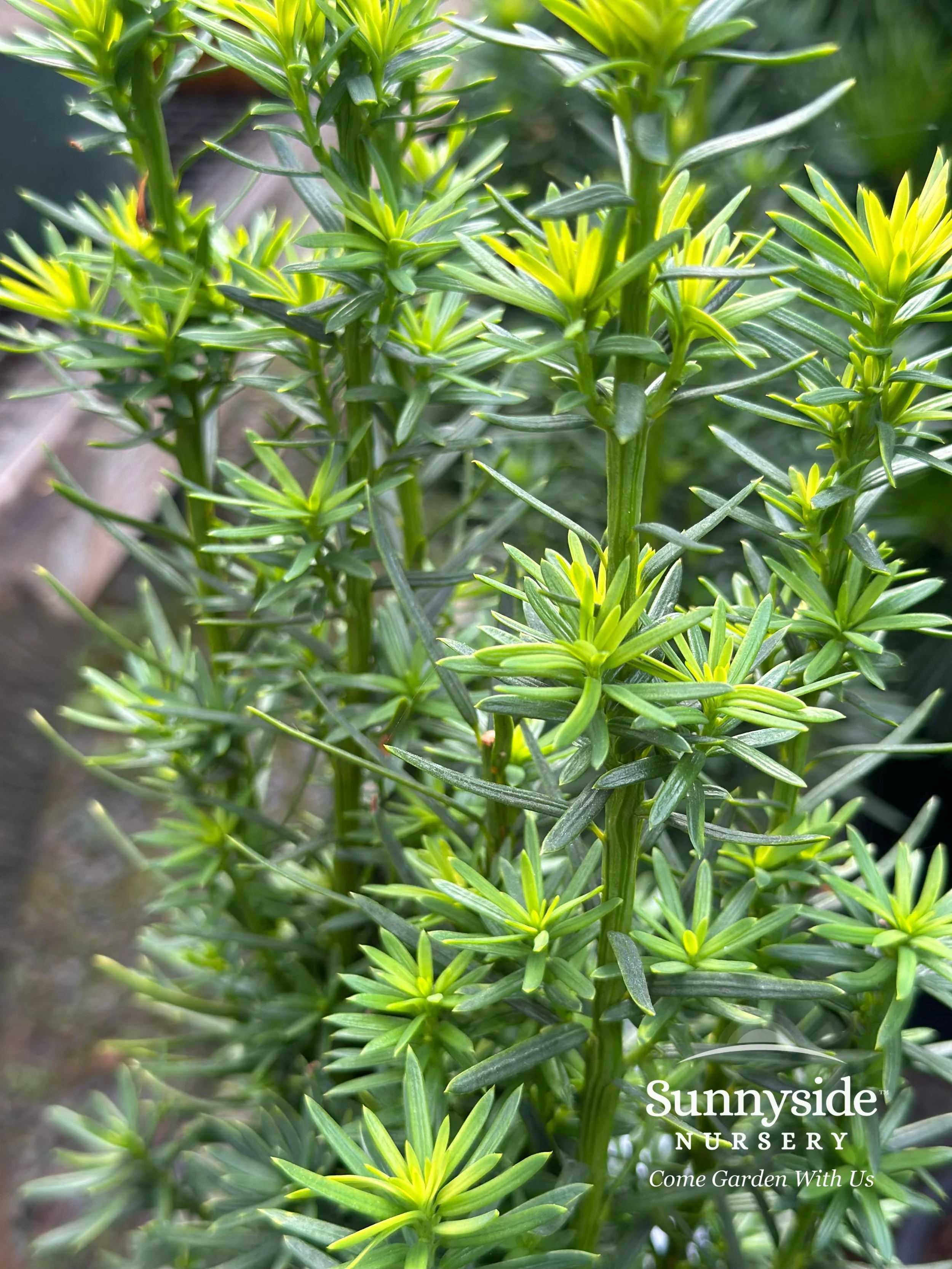 Taxus — Sunnyside Nursery