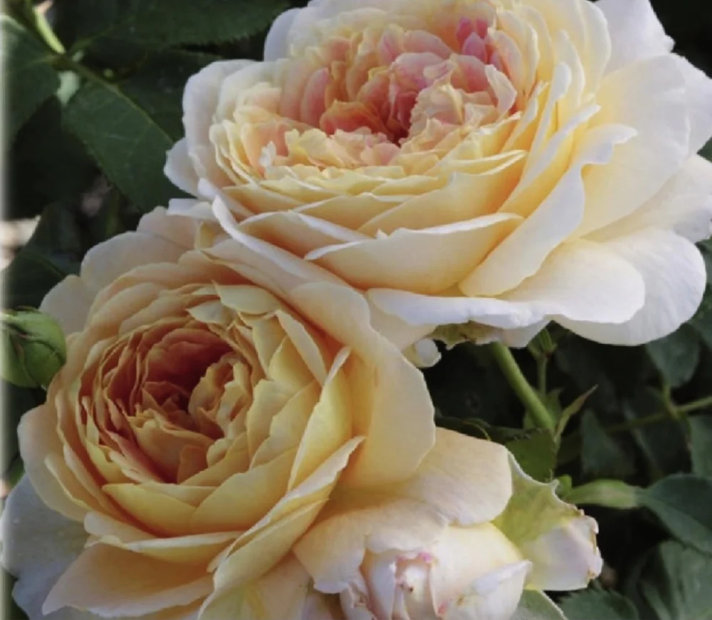 Grandiflora Roses — Sunnyside Nursery