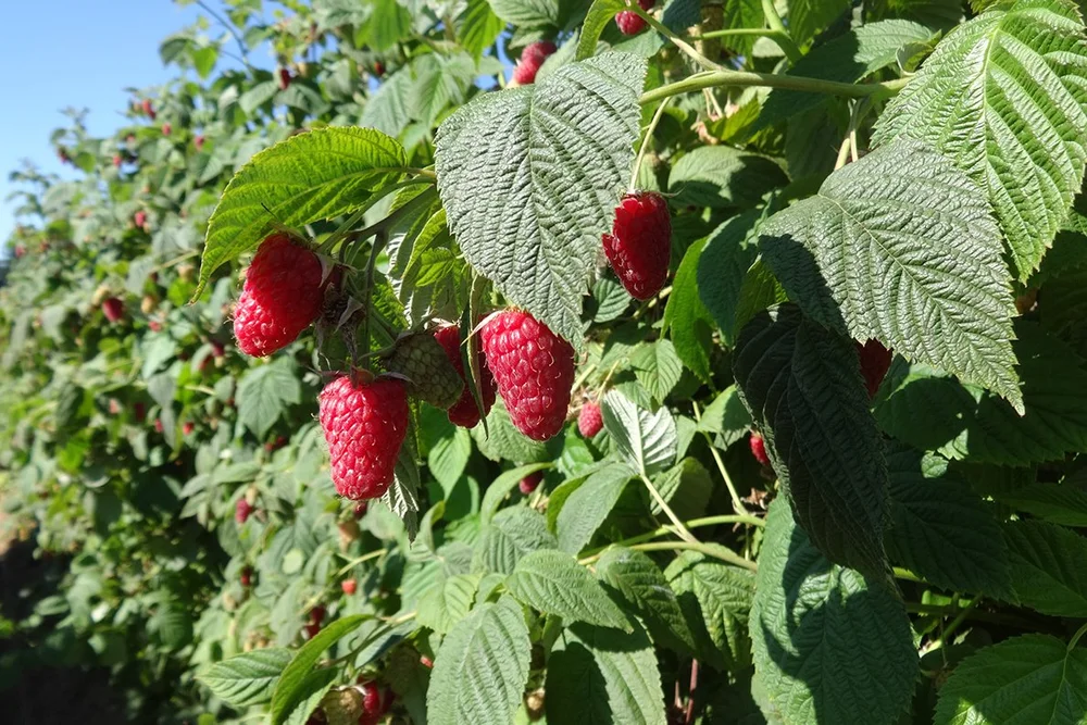 Raspberries — Sunnyside Nursery