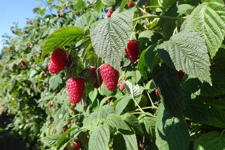 Raspberries — Sunnyside Nursery