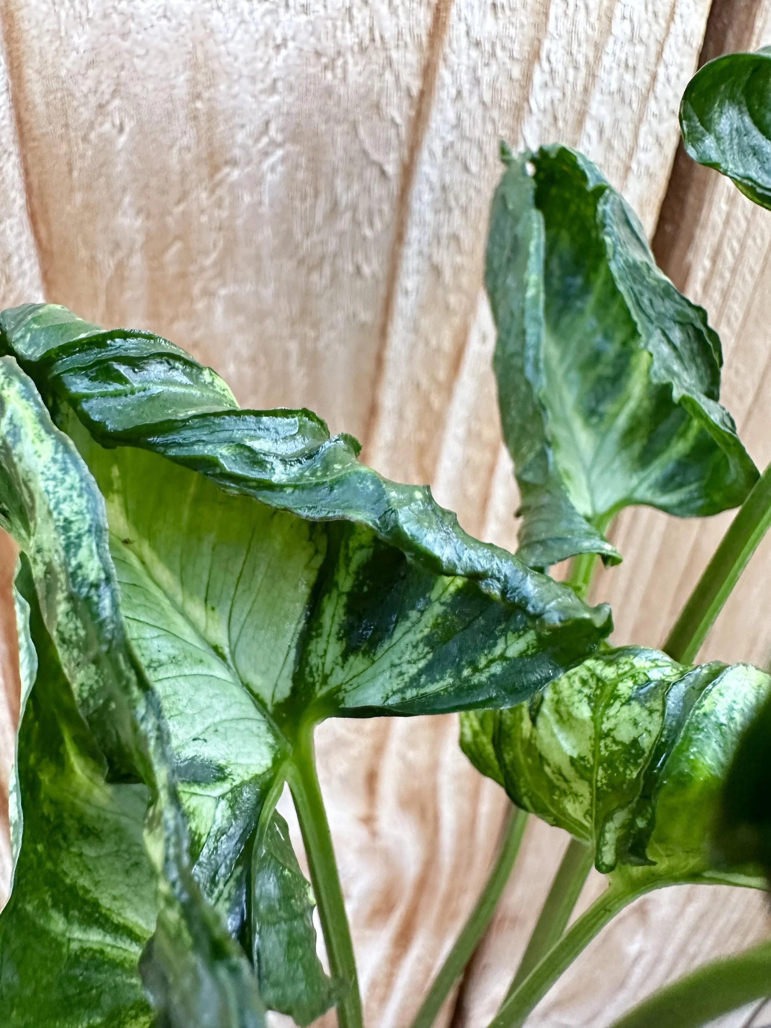 Collector Houseplants — Sunnyside Nursery