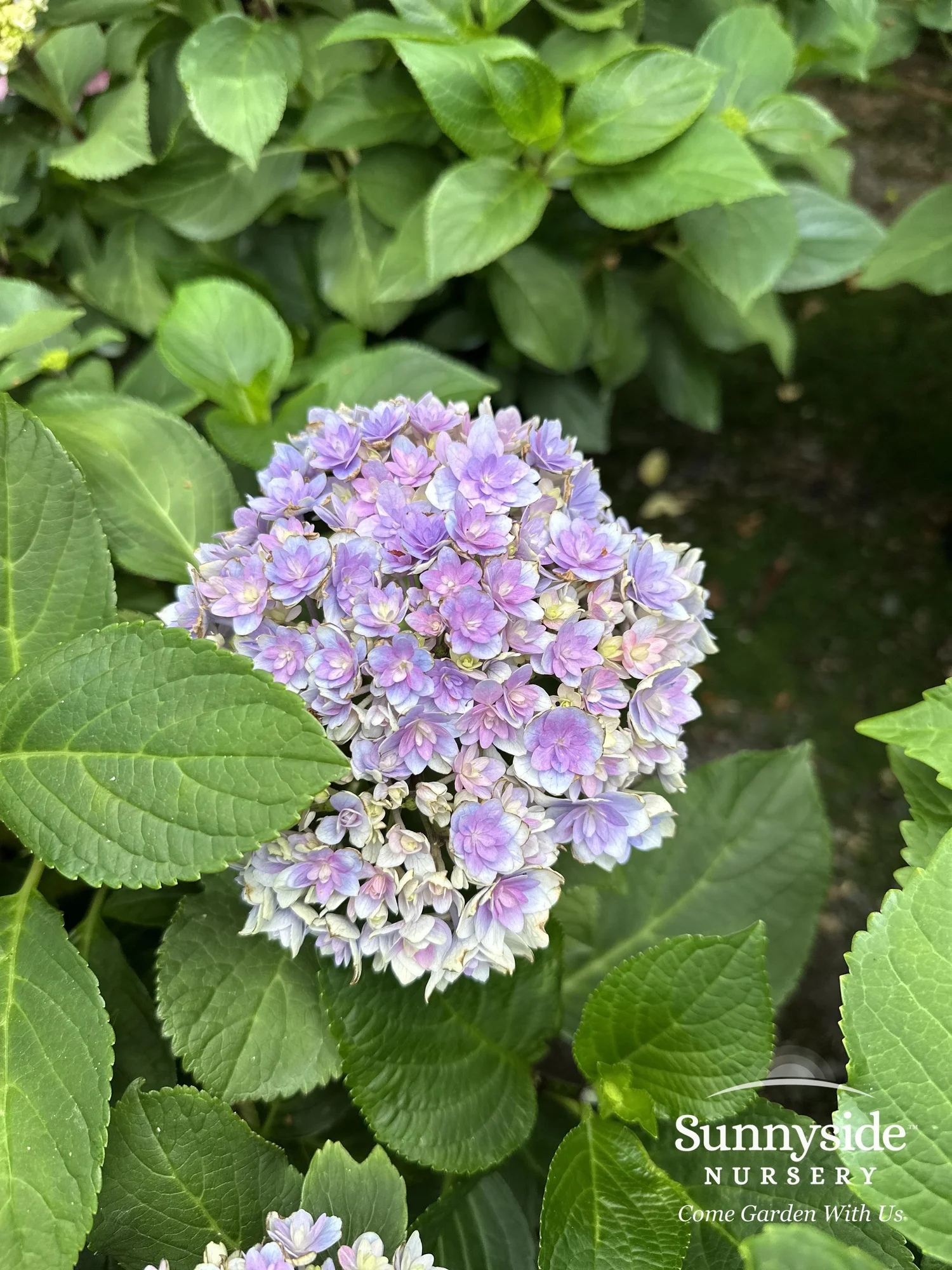 Big Leaf Hydrangeas — Sunnyside Nursery