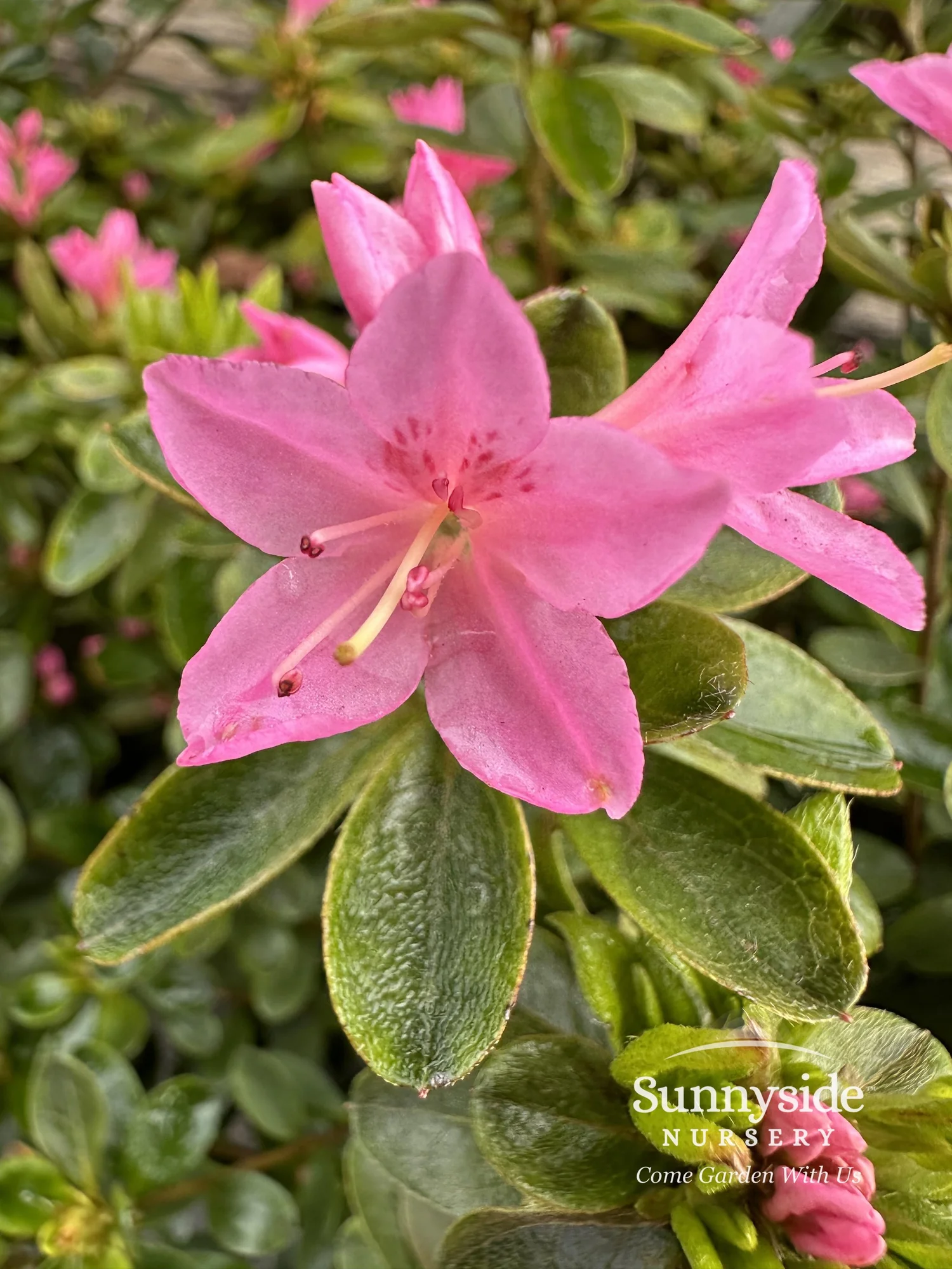 Pink Evergreen Azaleas — Sunnyside Nursery