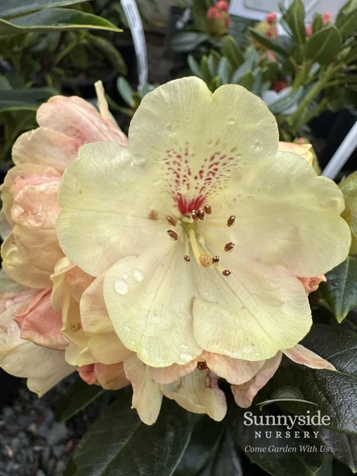 Orange & Yellow Rhododendrons — Sunnyside Nursery