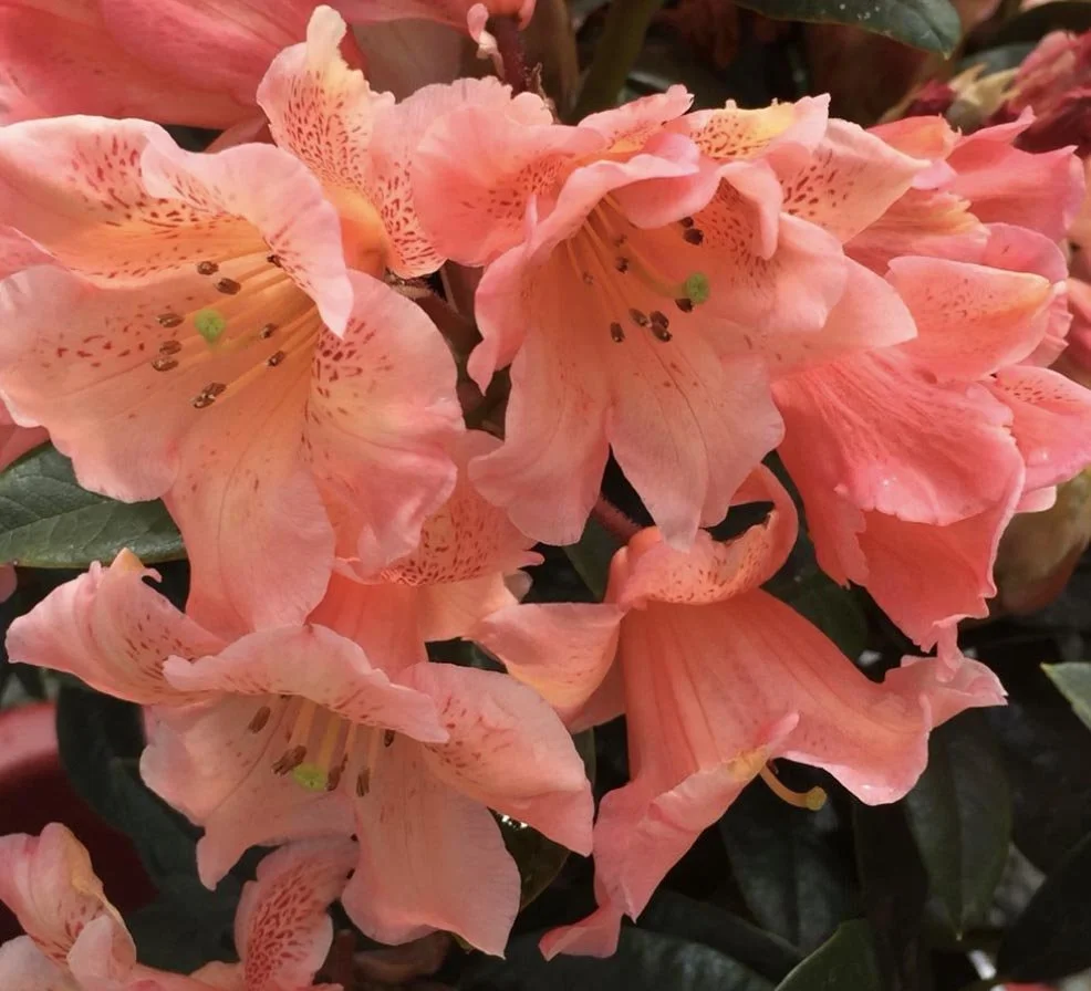 Pink Rhododendrons — Sunnyside Nursery