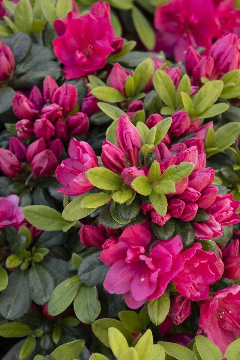 Red Evergreen Azaleas — Sunnyside Nursery