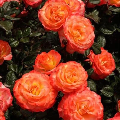 Floribunda Roses — Sunnyside Nursery