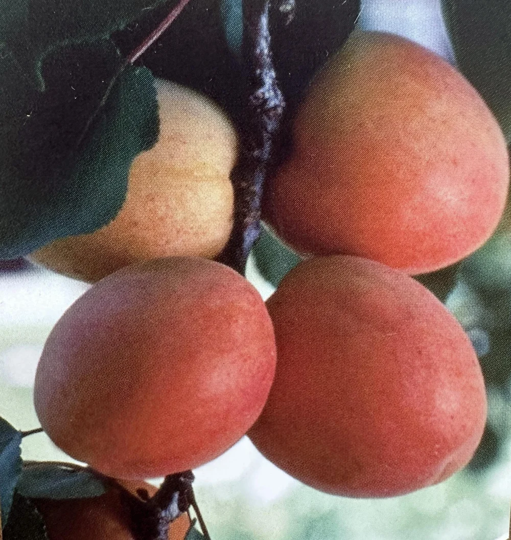 Apricot & Peach Trees — Sunnyside Nursery