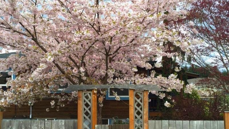 What Exactly Is A "Tree"? — Sunnyside Nursery