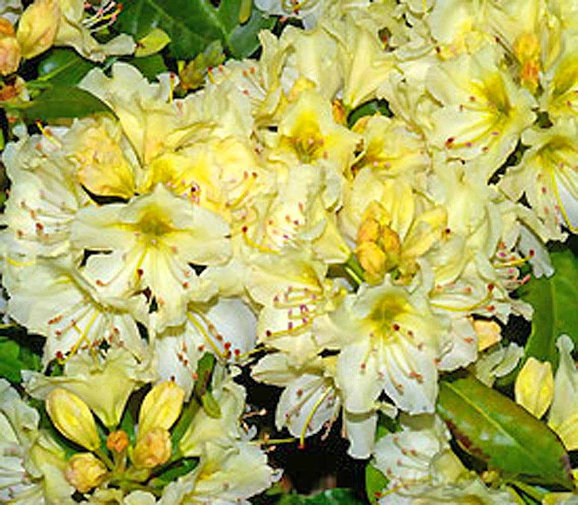 Orange & Yellow Rhododendrons — Sunnyside Nursery