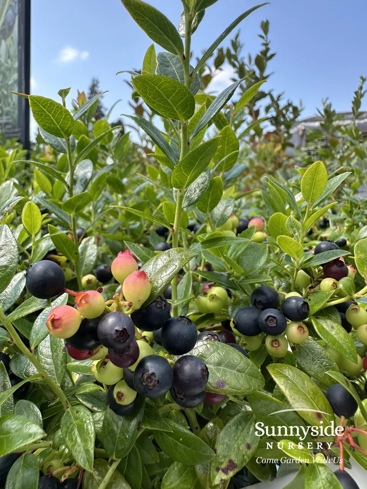 Blueberries — Sunnyside Nursery
