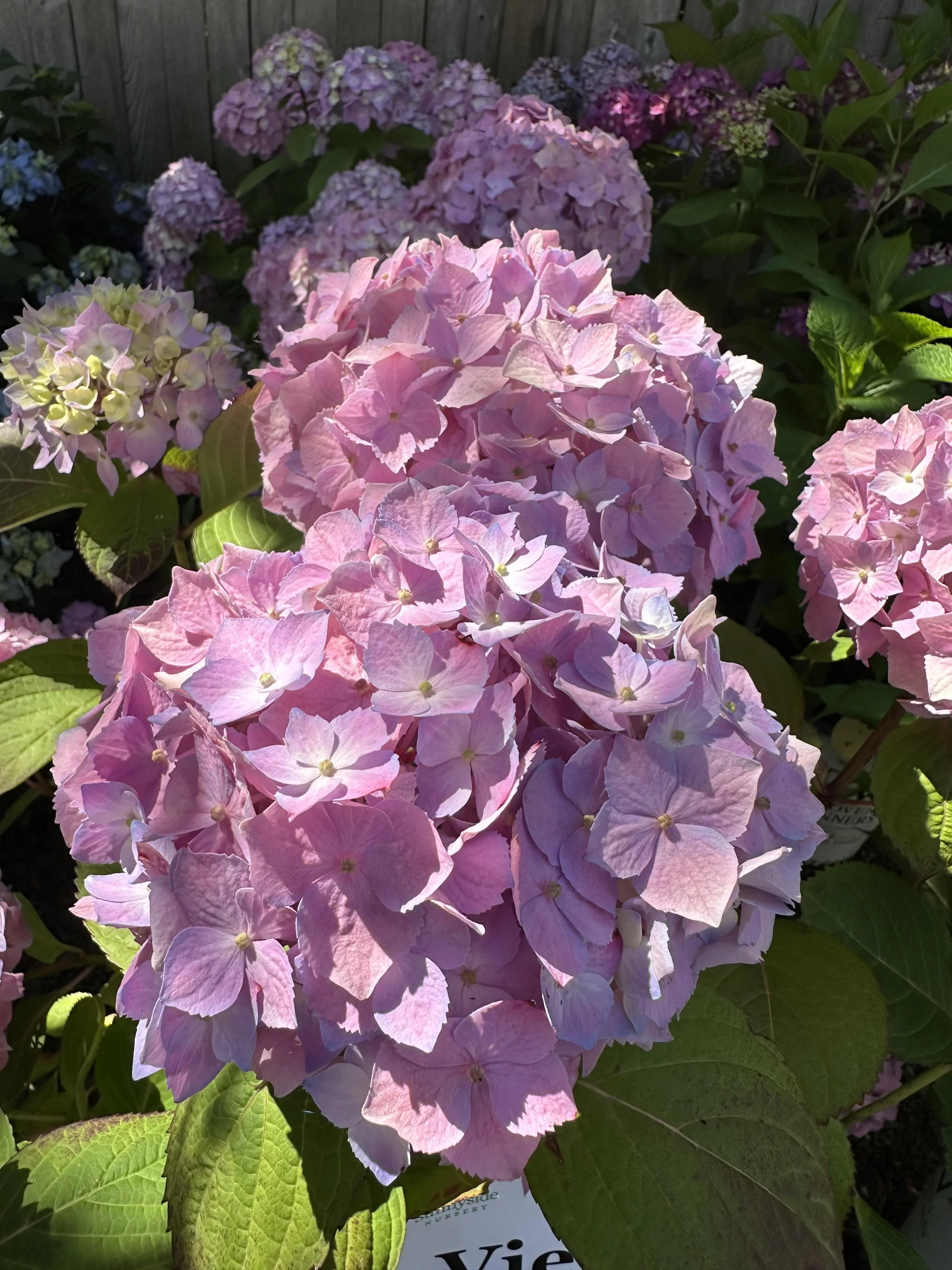Let's Dance Hydrangeas — Sunnyside Nursery