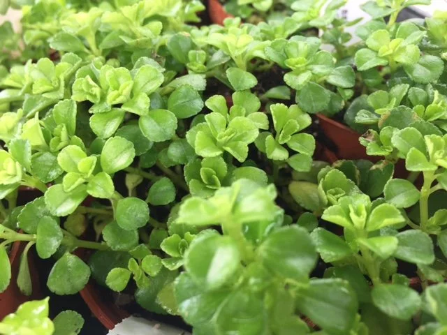 Medium Light Houseplants — Sunnyside Nursery