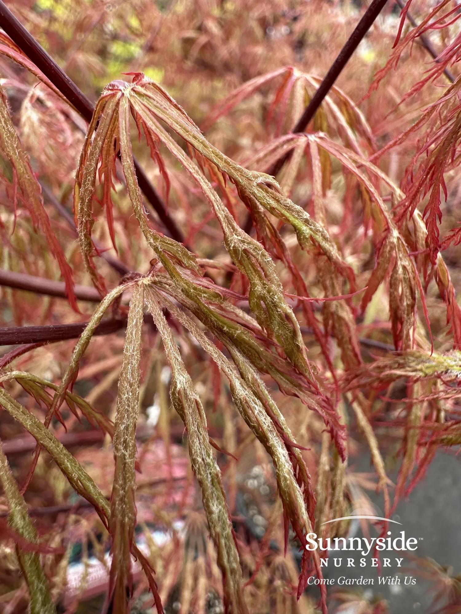 Lace-Leaf Japanese Maples — Sunnyside Nursery