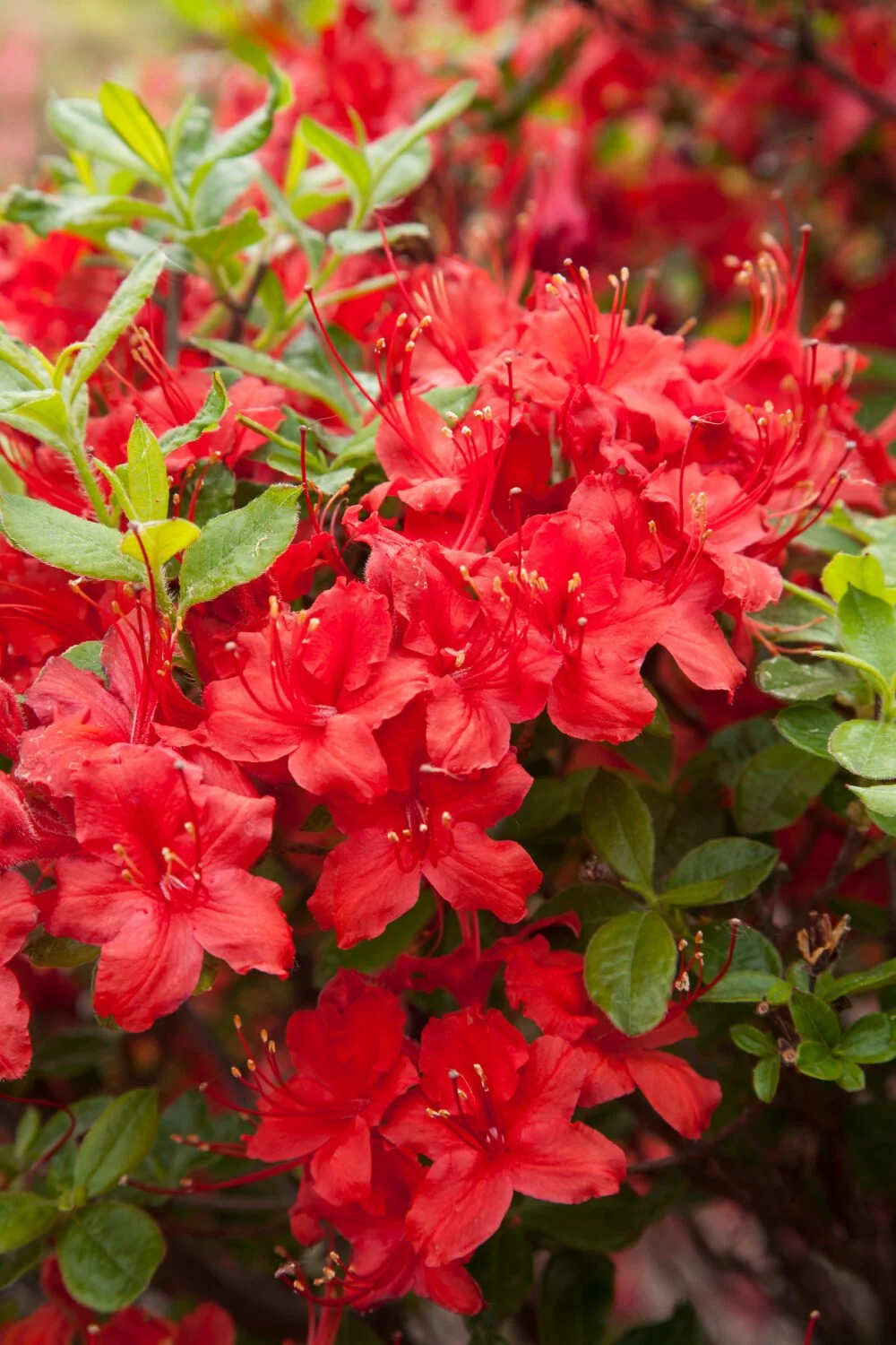 Deciduous Azaleas — Sunnyside Nursery