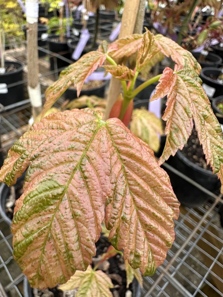 Specialty Japanese Maples — Sunnyside Nursery