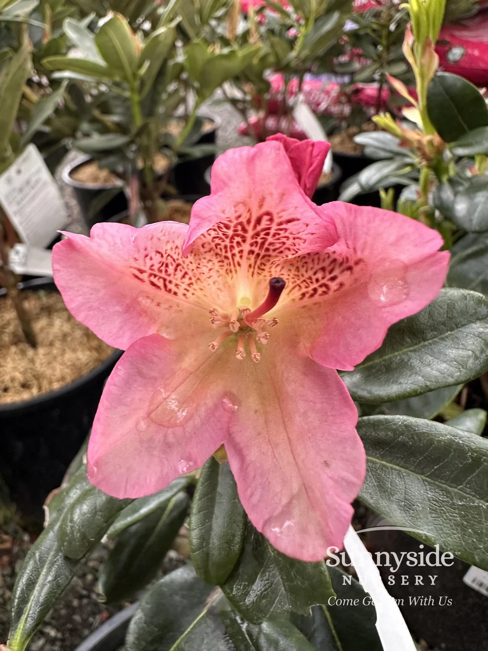 Orange & Yellow Rhododendrons — Sunnyside Nursery