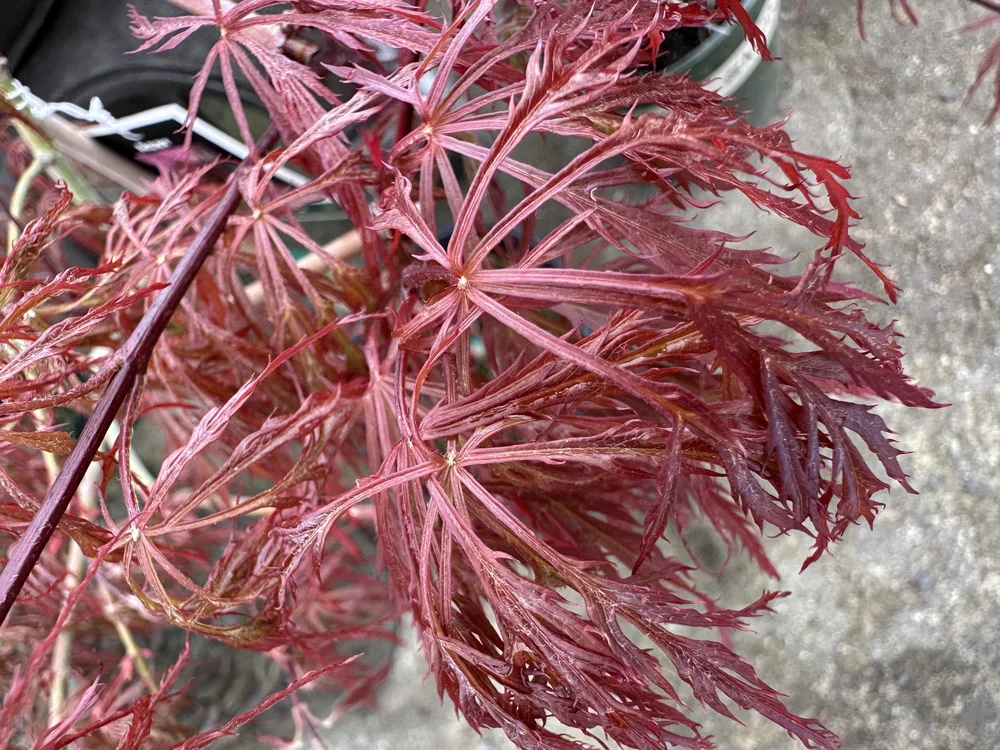 Lace-Leaf Japanese Maples — Sunnyside Nursery