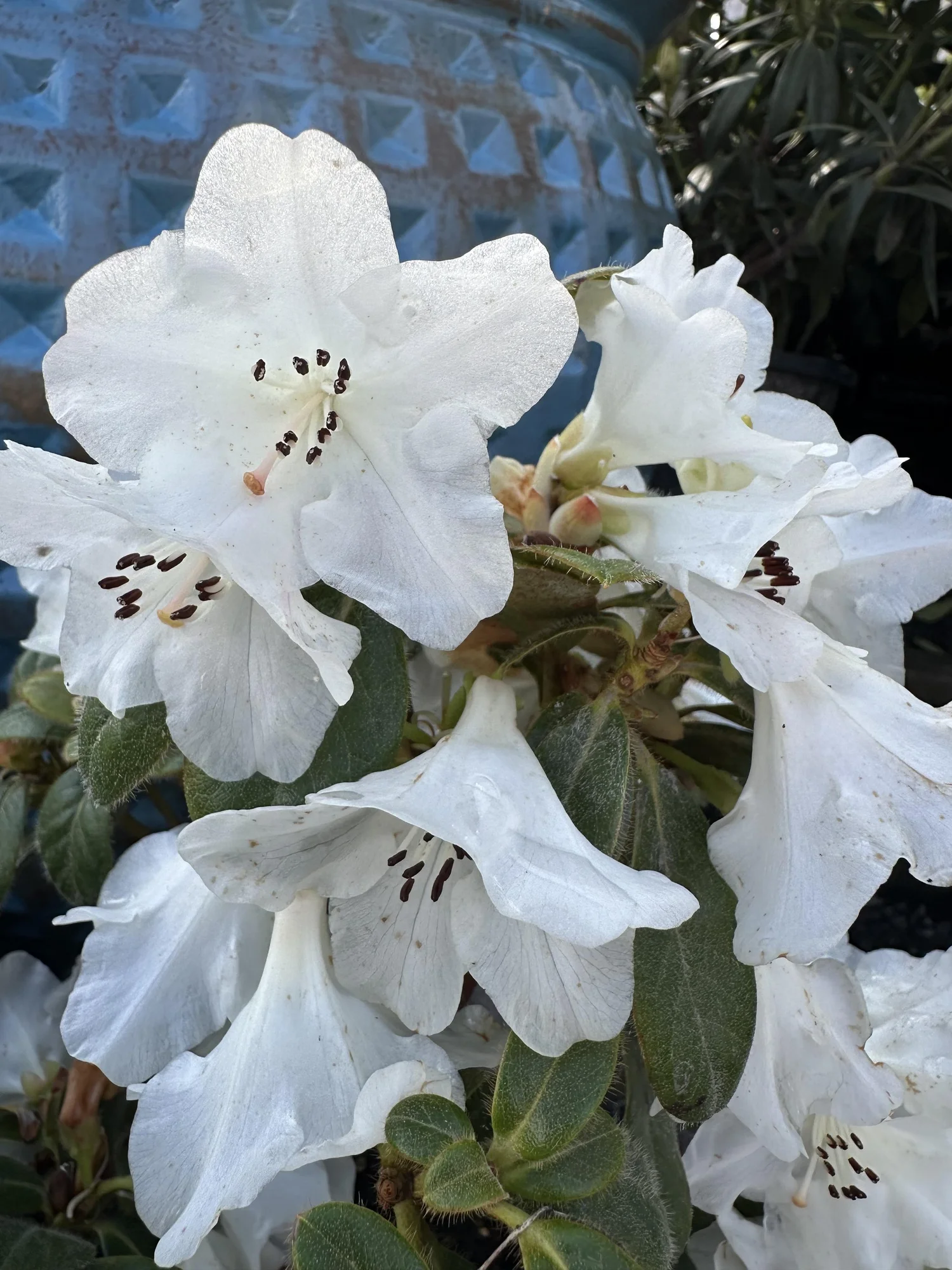 White Rhododendrons — Sunnyside Nursery