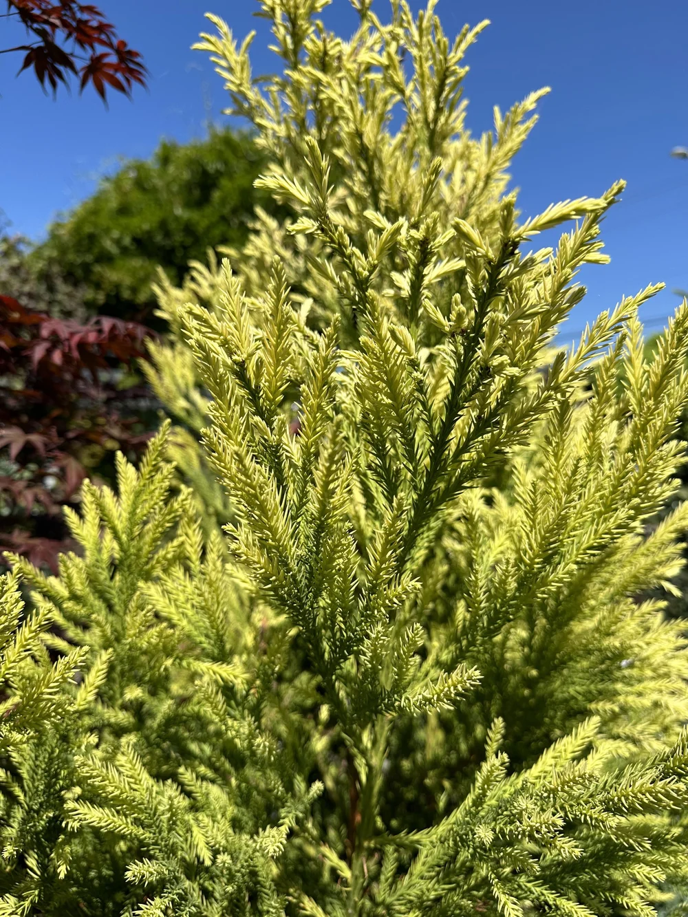Cryptomeria — Sunnyside Nursery