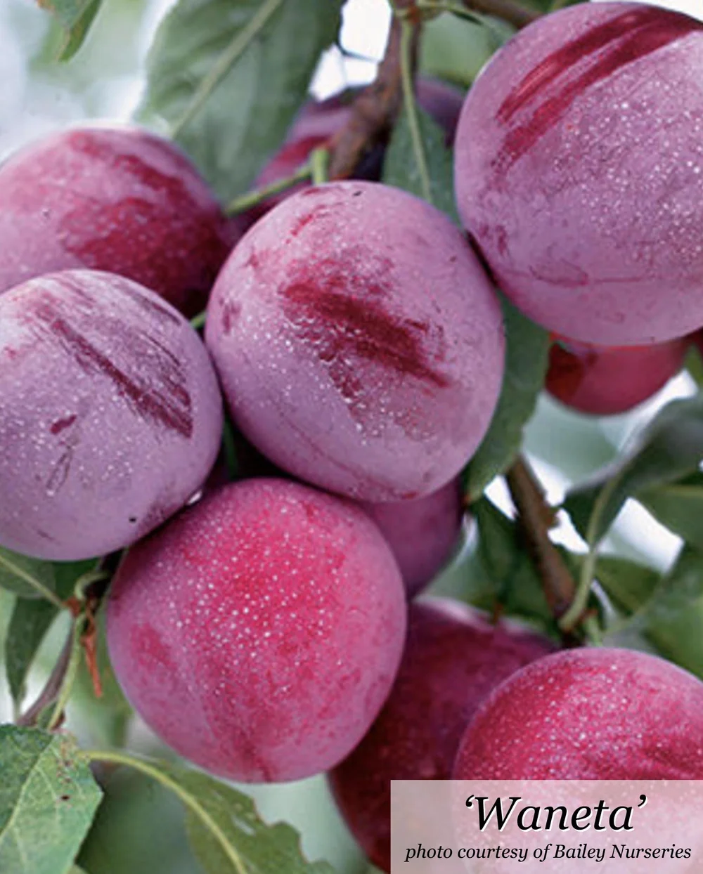 Precocious Plums — Sunnyside Nursery