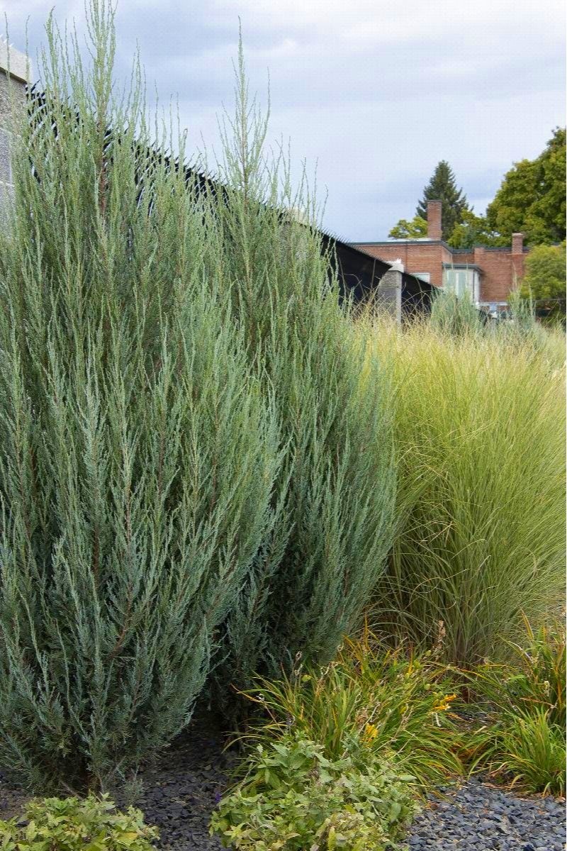 Skyrocket Juniper Hedge