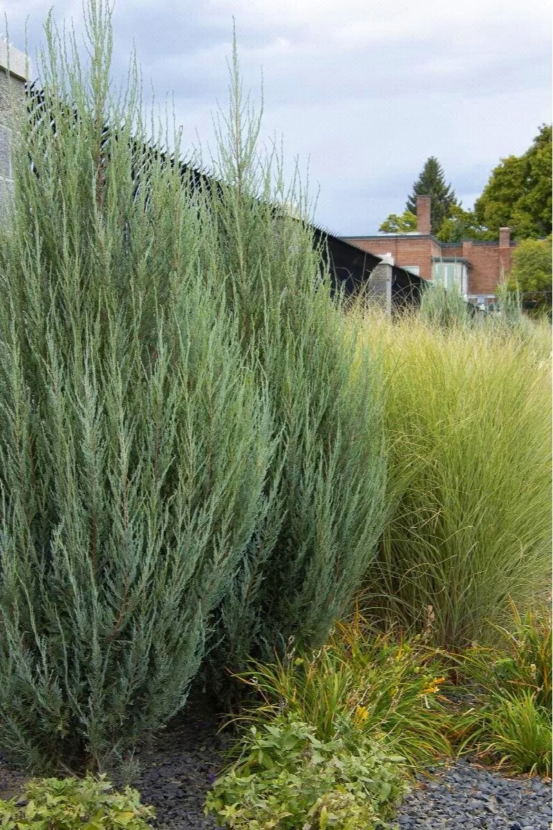 Juniperus — Sunnyside Nursery