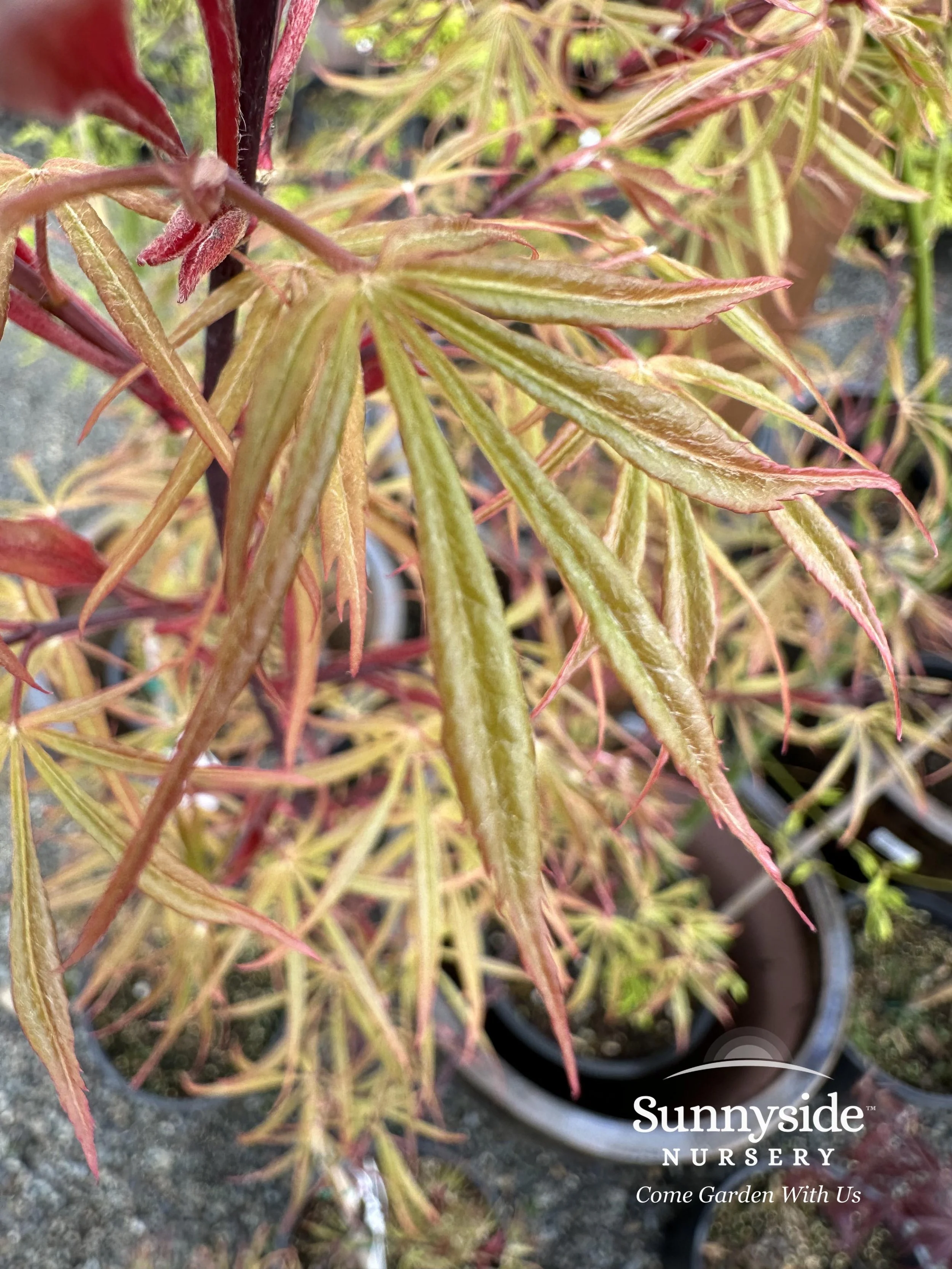 Japanese Maples Over 10 Feet — Sunnyside Nursery