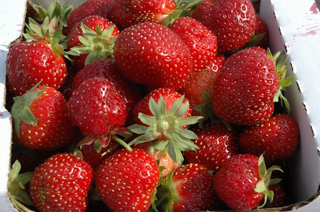 Strawberries — Sunnyside Nursery